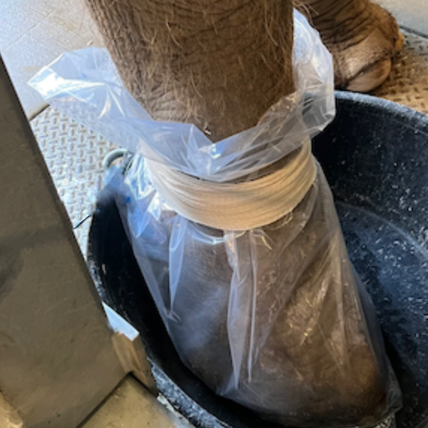 Elephant Foot and Lower Leg Sleeves - boxes of 10 - Serendi/DXN Store